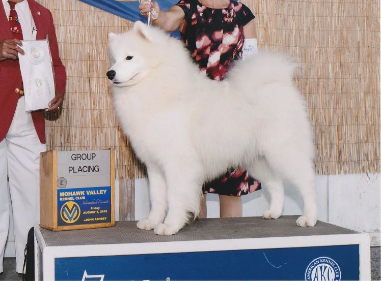 Annual Awards – Minuteman Samoyed Club, Inc.