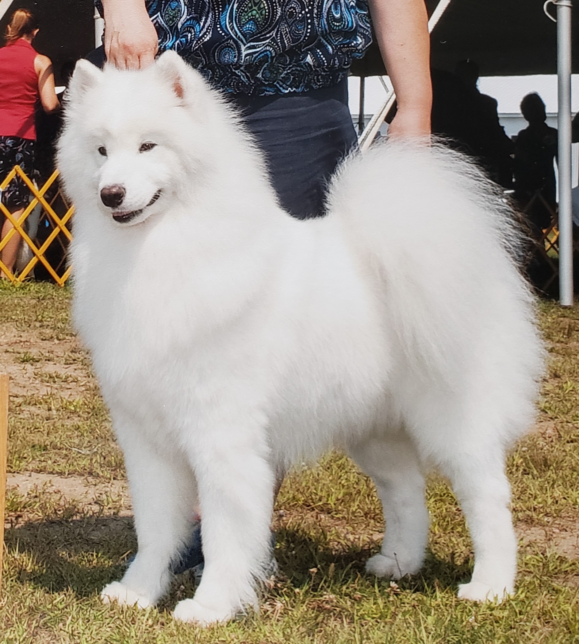 Annual Awards – Minuteman Samoyed Club, Inc.